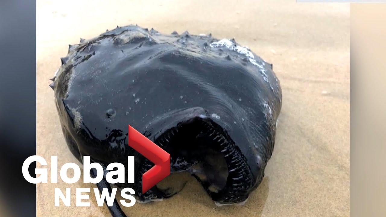 Pacific "football fish" washes up on California beach - The Global Herald
