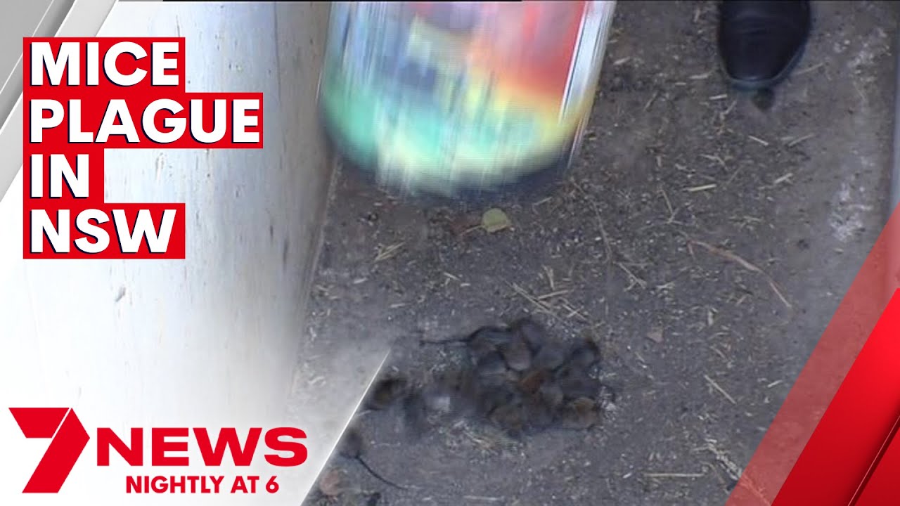 Mouse plague ravaging NSW bush is on its way to Sydney | 7NEWS - The ...