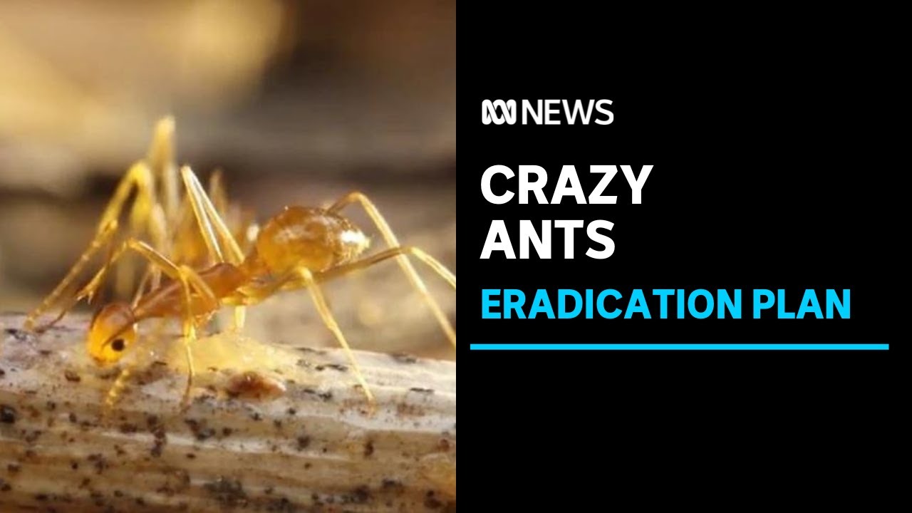 Yellow crazy ant eradication plan as Far North Queensland fight ramps ...