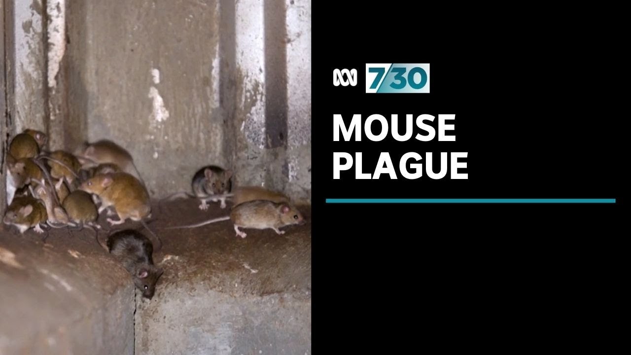 After enduring the drought, farmers are struggling with the mouse ...