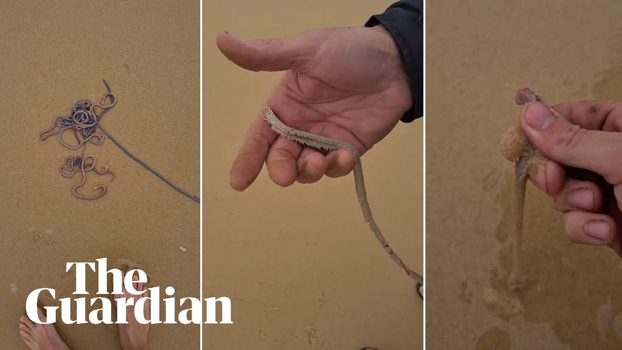Video shows New South Wales beach covered in dead beach worms after ...
