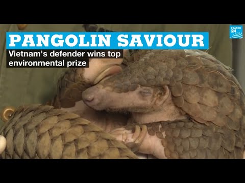 Vietnam's pangolin defender wins top environmental prize - The Global ...
