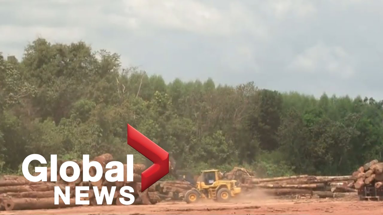 Deforestation causing Amazon rainforest to emit more carbon dioxide ...