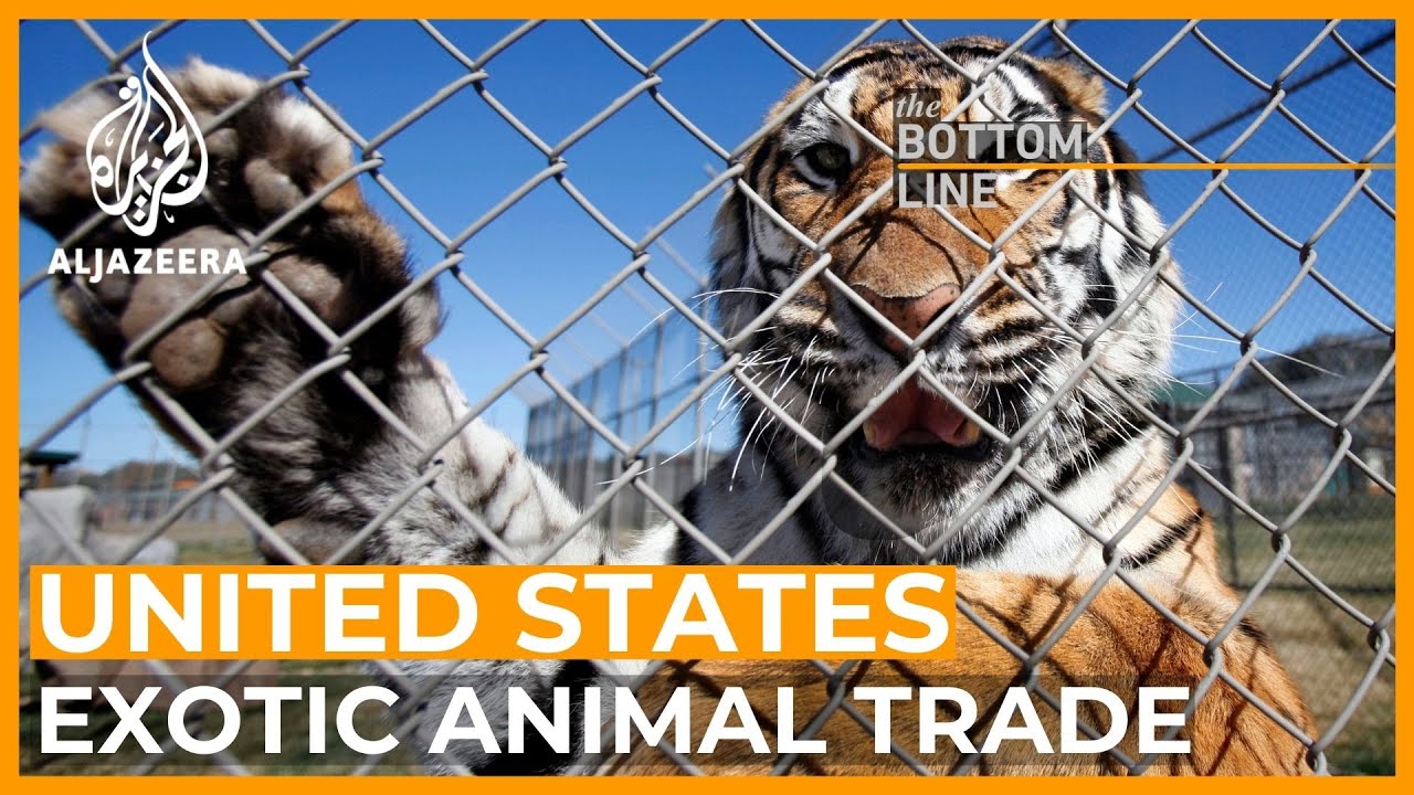 What’s behind the US trade in exotic animals? | The Bottom Line - The ...