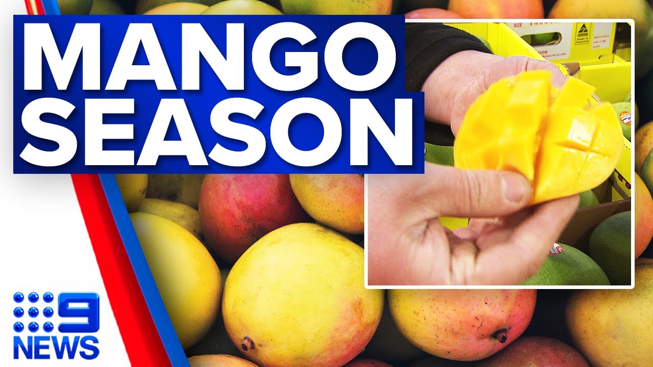 Mango season coming in early | 9 News Australia - The Global Herald