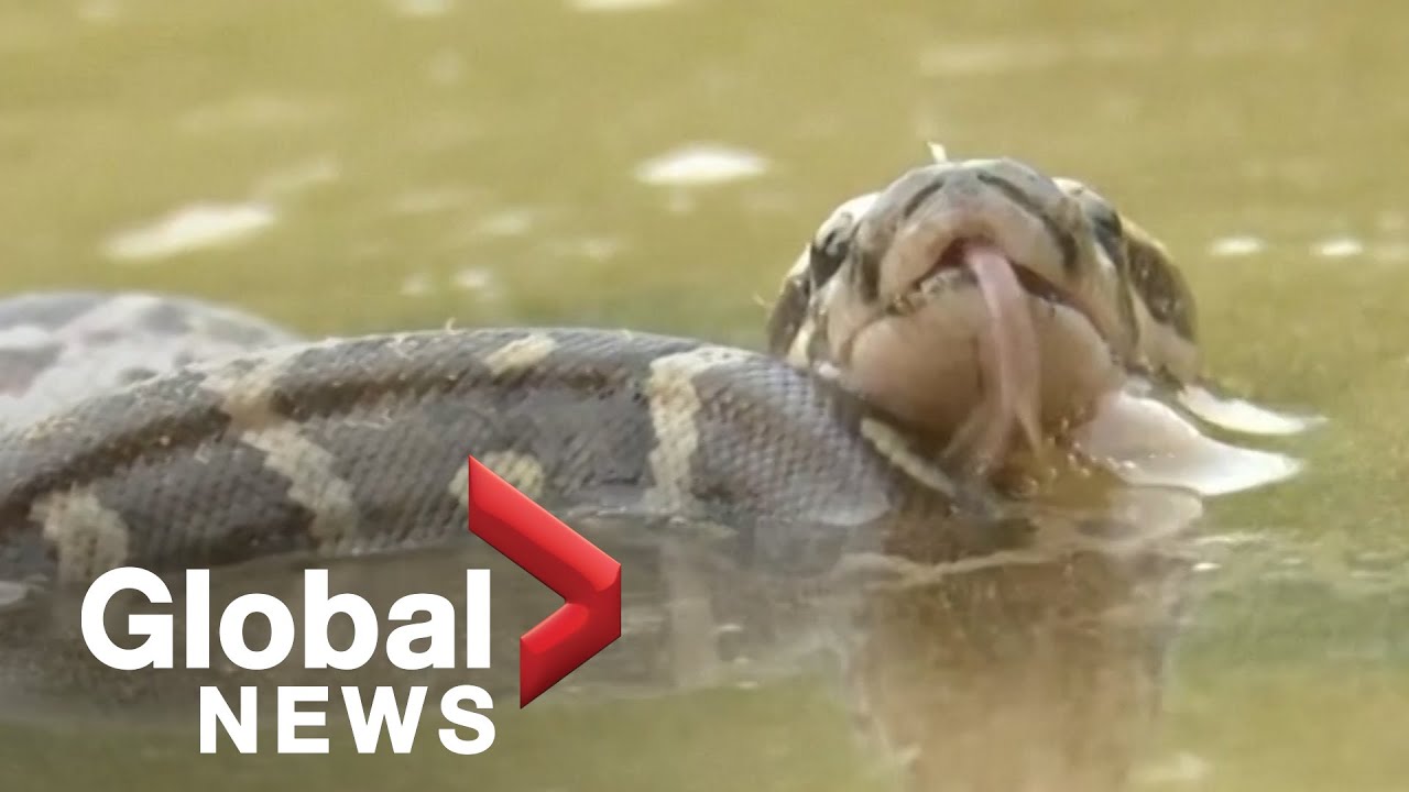 27 python hatchlings released in India by wildlife officials - The ...