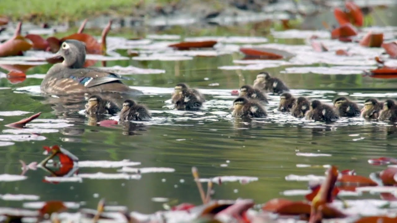 How to stop ducklings from falling through the cracks - The Global Herald