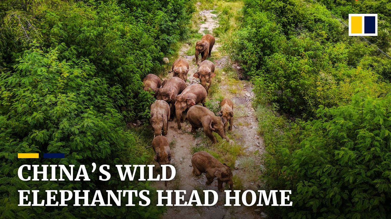China’s famous herd of wandering elephants heads home after months-long ...