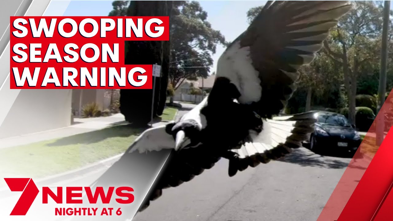 Melbourne experts warn of aggressive magpies this swooping season ...