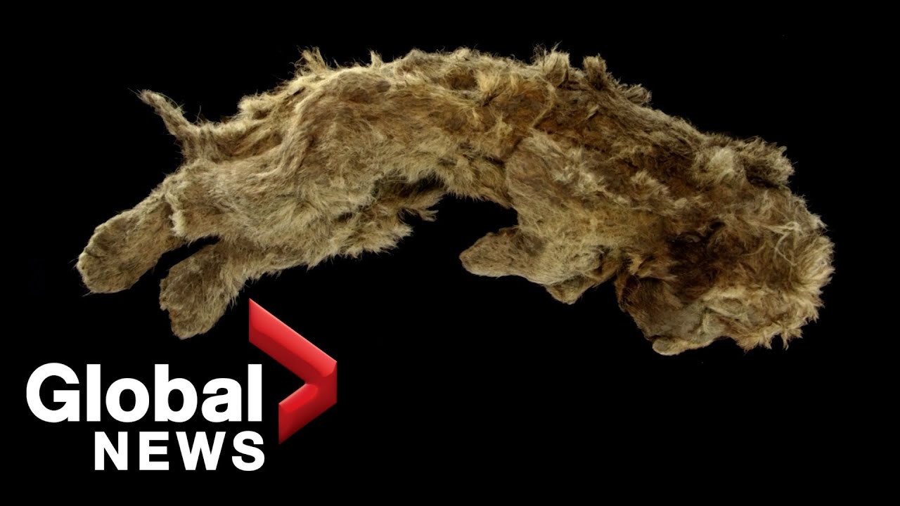 Ice Age cave lion cubs found well-preserved in Siberian permafrost ...