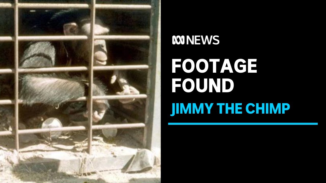 Rare footage shows rescue of Hollywood’s Jimmy the Chimp on NT's Elcho ...
