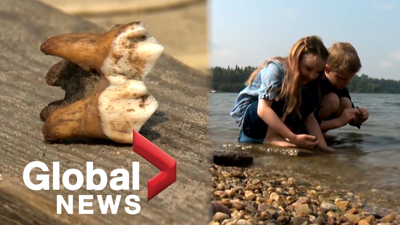 How an ancient camel tooth fossil ended up in Alberta - The Global Herald