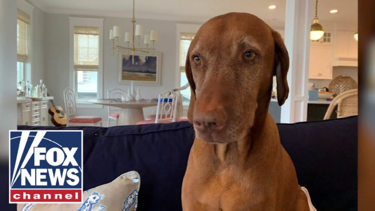 'The Five' pays tribute to Jasper, 'America's dog' - The Global Herald