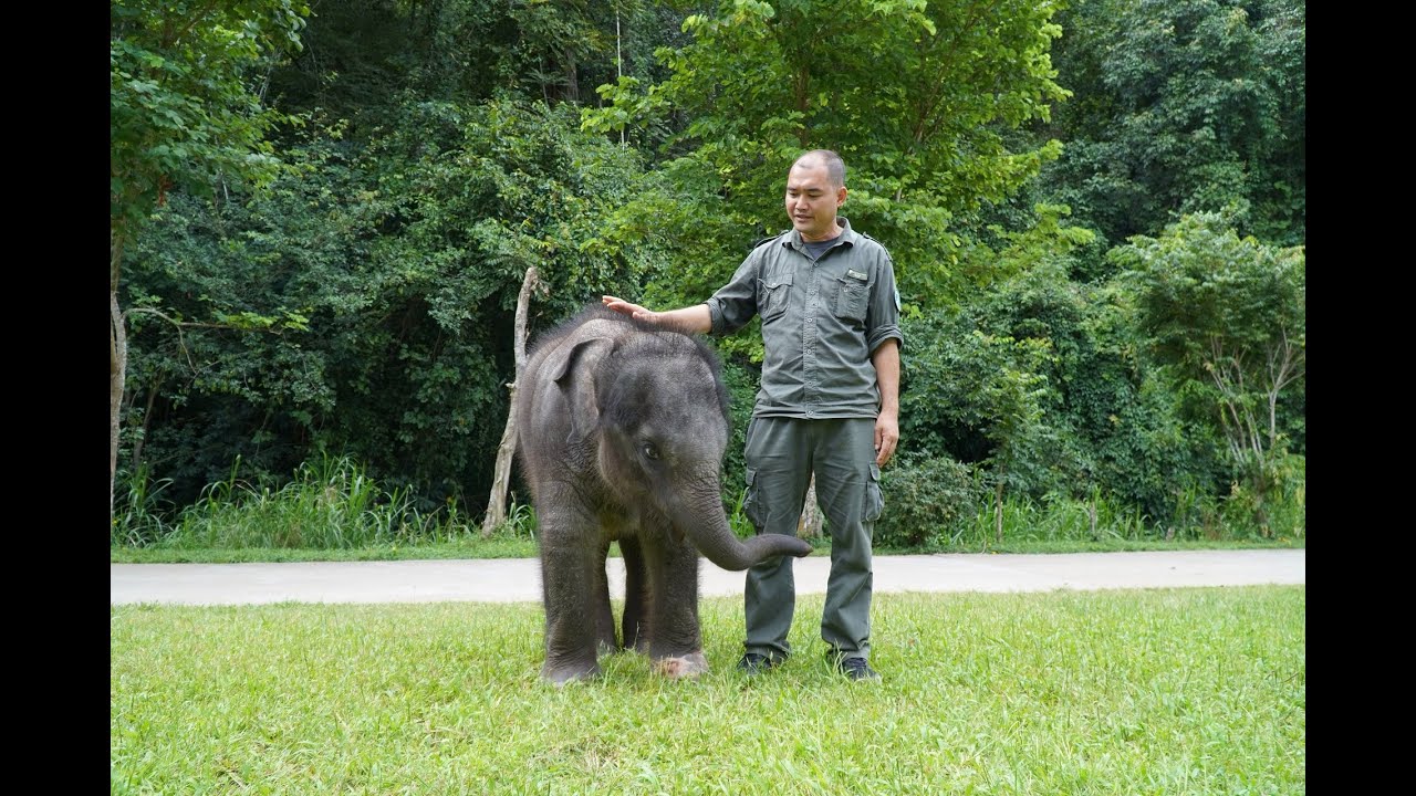 Live: A close look at China's elephant rescue center in Yunnan Province ...