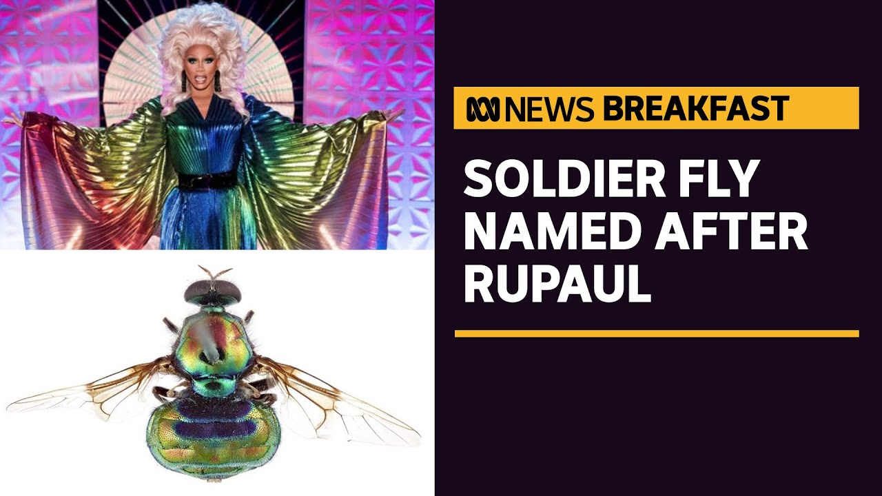 Soldier fly named after drag queen RuPaul | ABC News - The Global Herald