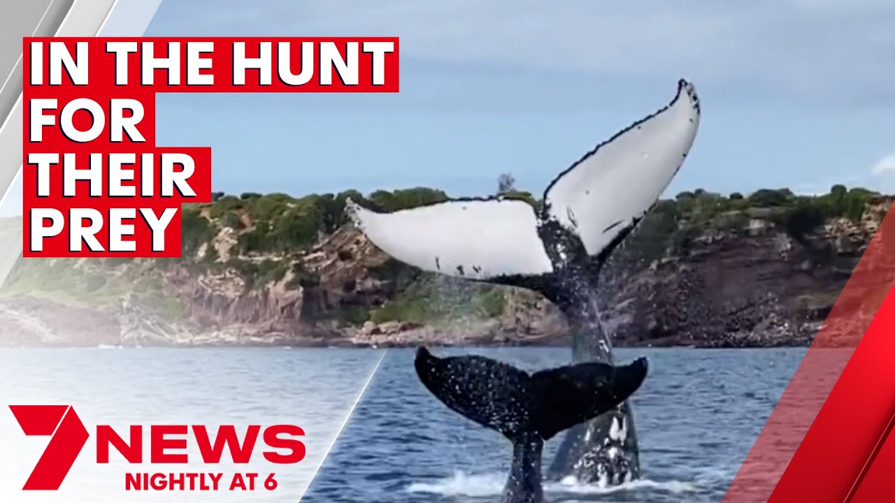 150 whales feasting off the NSW coast at Bermagui | 7NEWS - The Global ...
