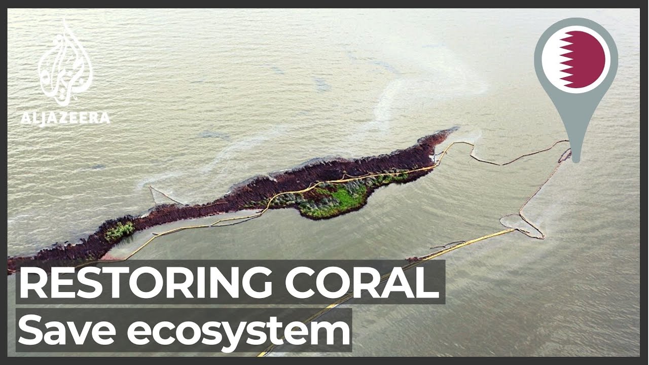 Qatar restoring coral reefs to help save ecosystem - The Global Herald