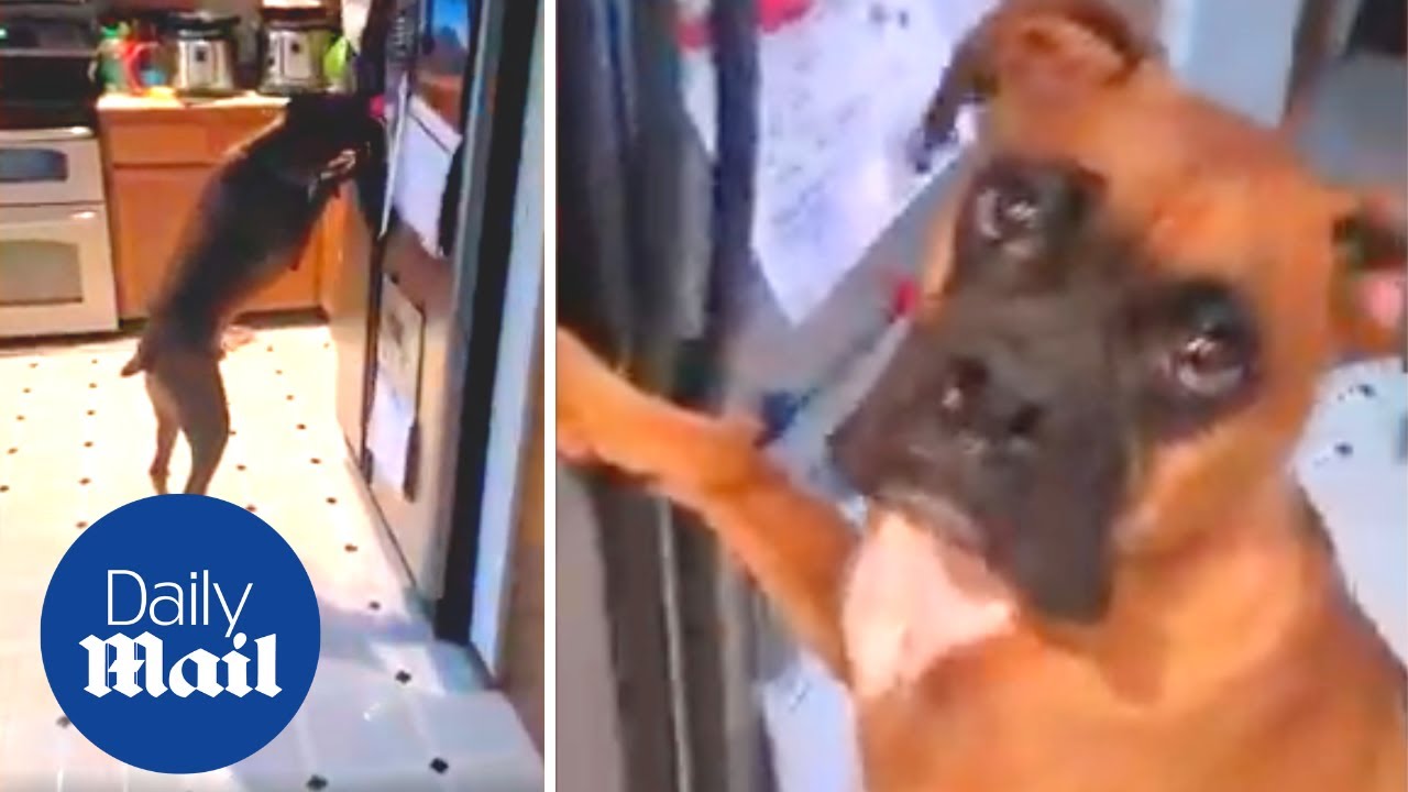 Funny moment Walter the cute boxer dog is caught drinking water from ...