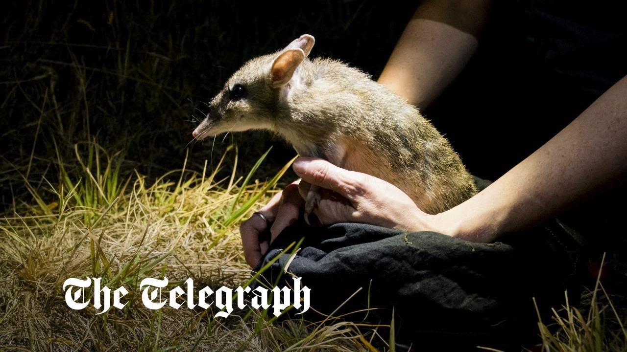 Australia Brings Back Eastern Barred Bandicoot From Brink Of Extinction