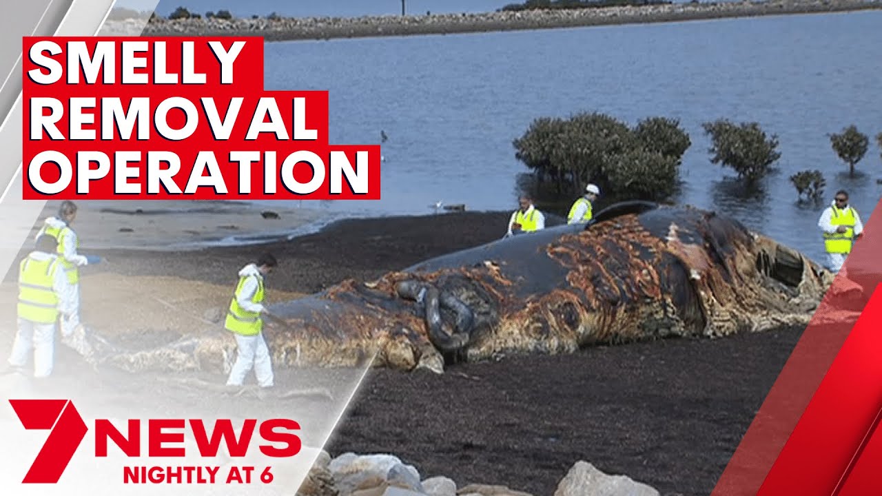 Major operation underway to remove rare rotting whale carcass from St ...