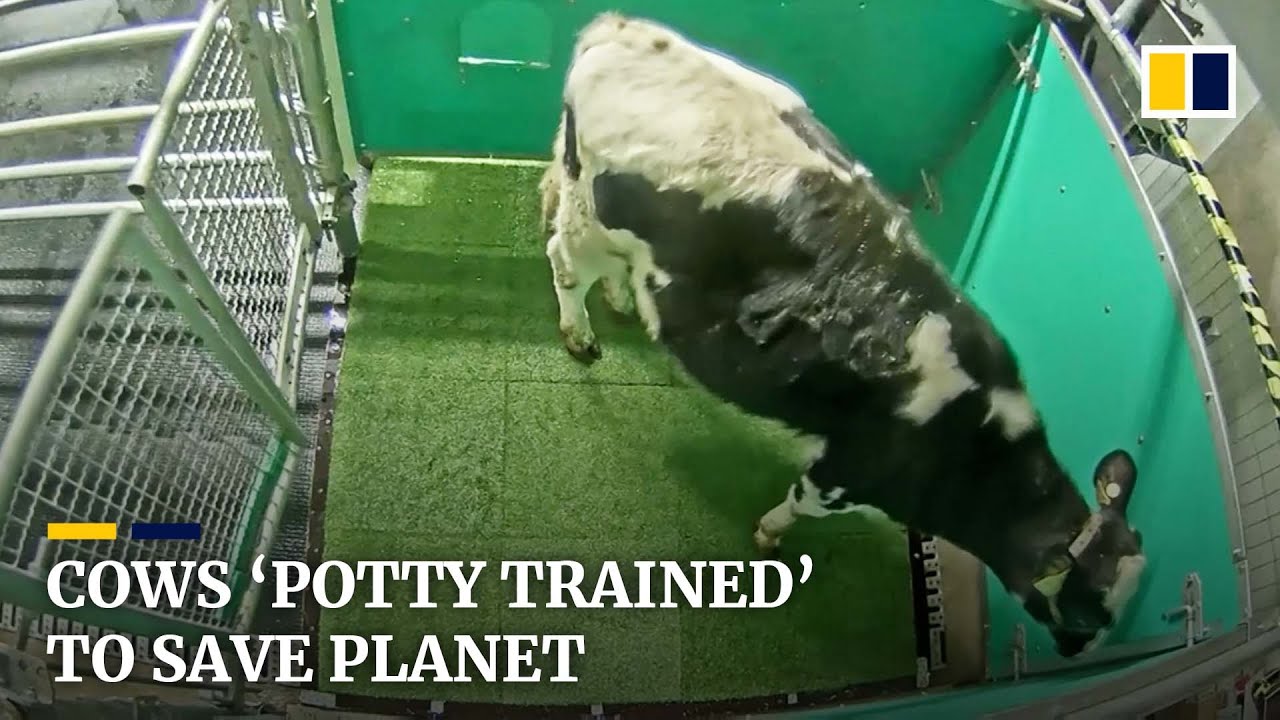 Scientists ‘potty train’ cows to reduce greenhouse gas emissions - The ...