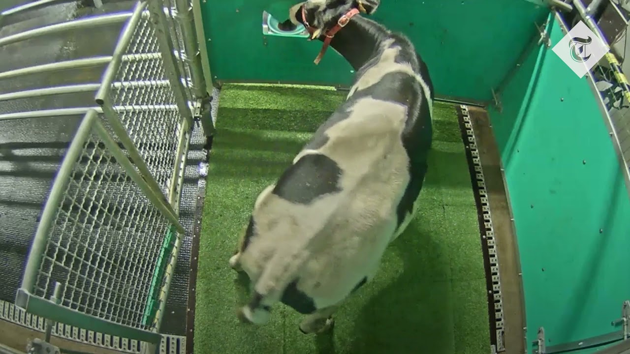 Cows can be 'potty trained' in discovery which could help save the ...