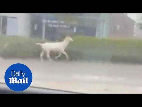 Rare white stag gallops through Liverpool before being shot by police ...