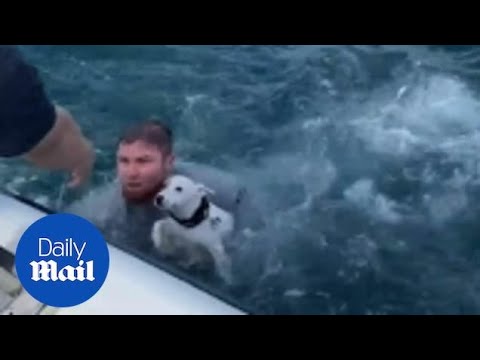 Dramatic moment stranded dog is rescued from the ocean - The Global Herald