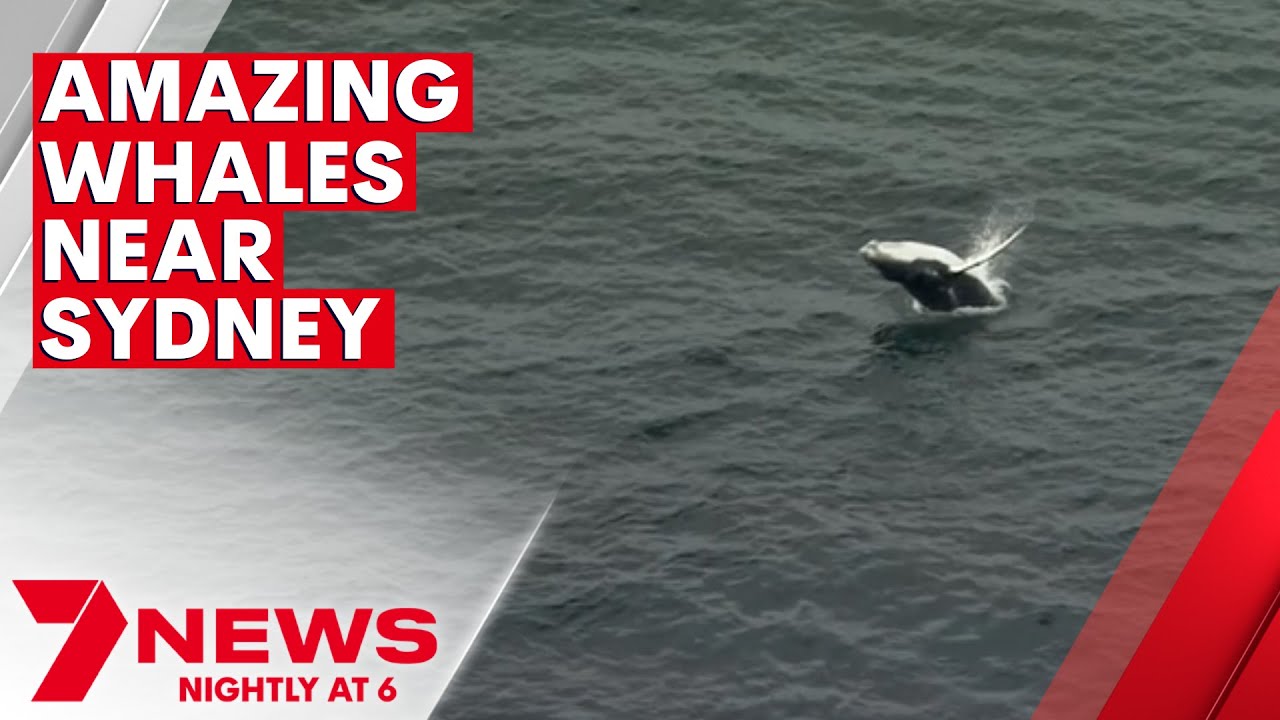 Pod of whales breaching off Sydney's coastline | 7NEWS - The Global Herald