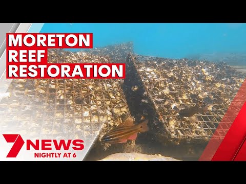 The Queensland community behind local shellfish reef restoration ...