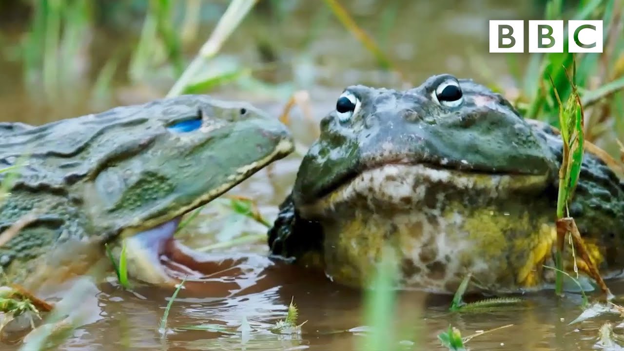 African GIANT bullfrogs battle for a mate | The Mating Game – BBC - The ...