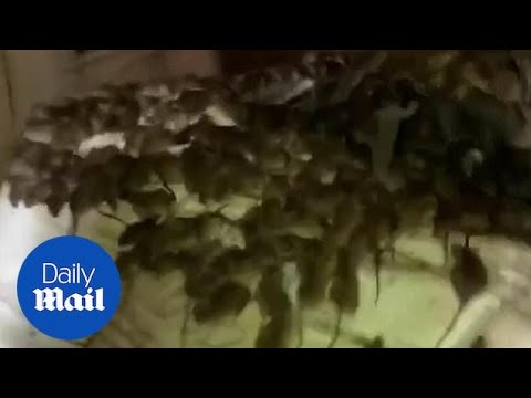 Disgusting moment Australian farmer finds thousands of mice inside his ...
