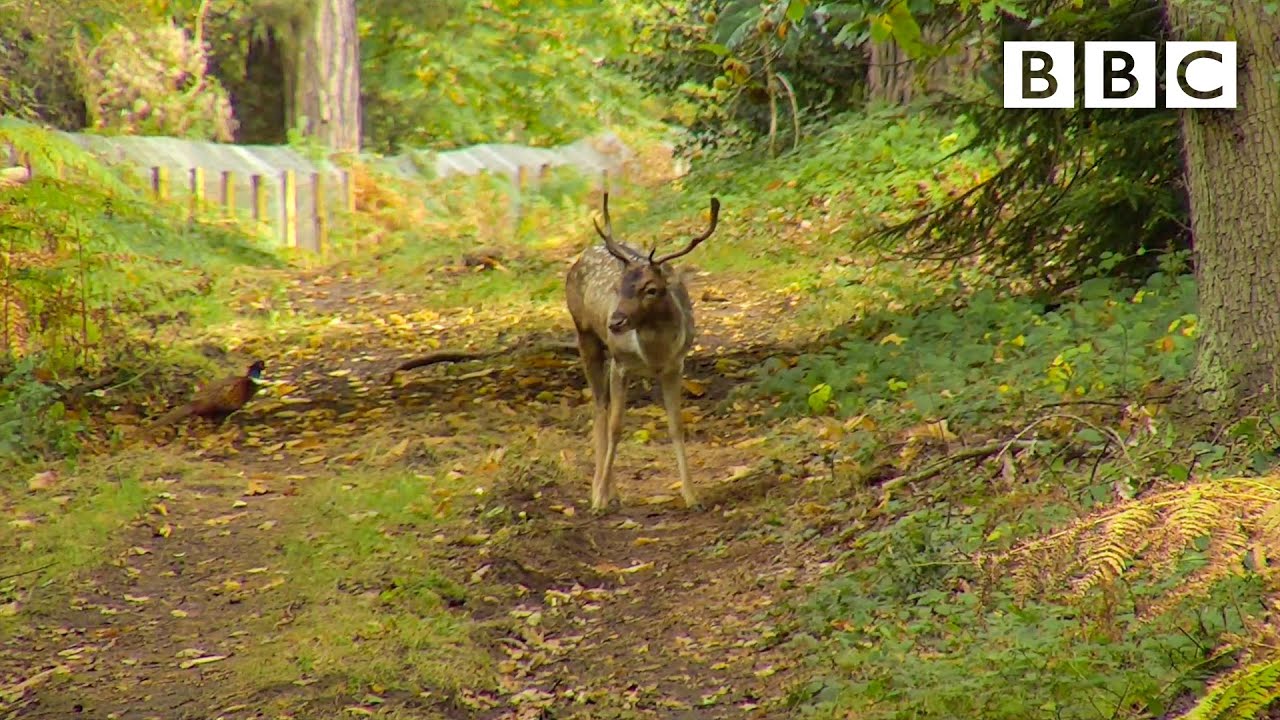 Live Autumnwatch: Day 4 🦌 2021 🍁 BBC - The Global Herald