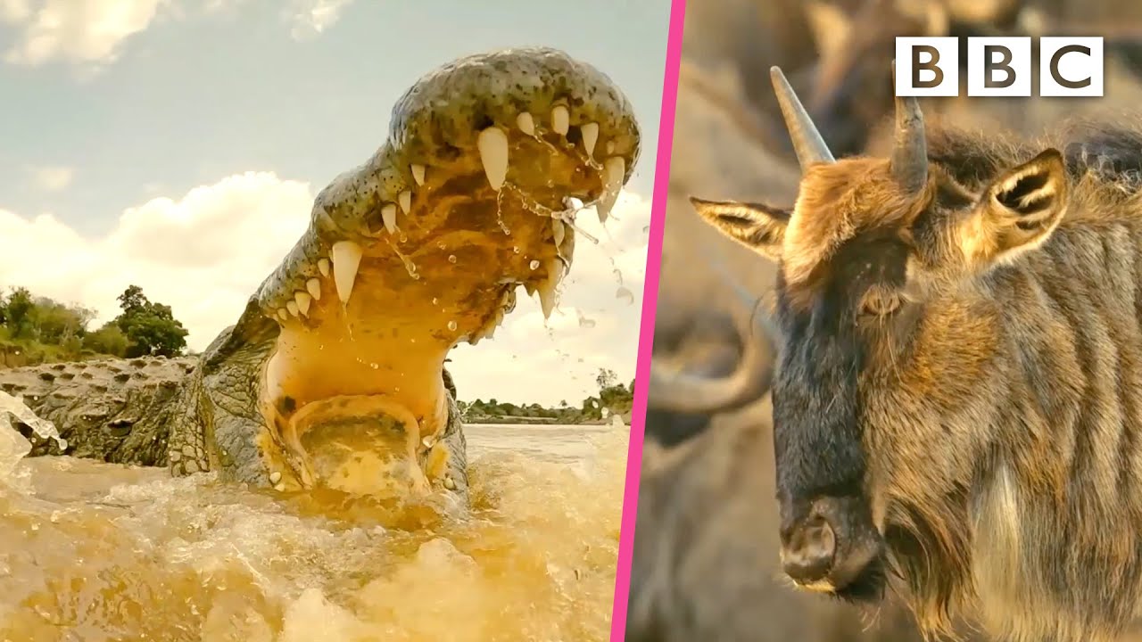 Young wildebeest tackles crocodiles in the river 🐊 BBC - The Global Herald
