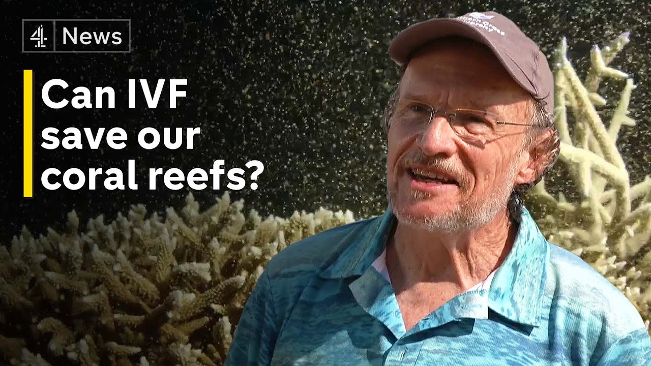 The team racing to save the Great Barrier Reef with coral IVF - The ...