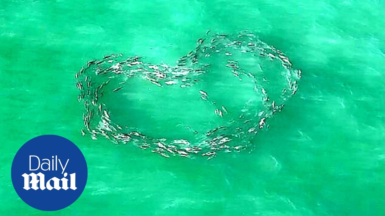Unbelievable moment fish move through sea in the shape of a perfect ...