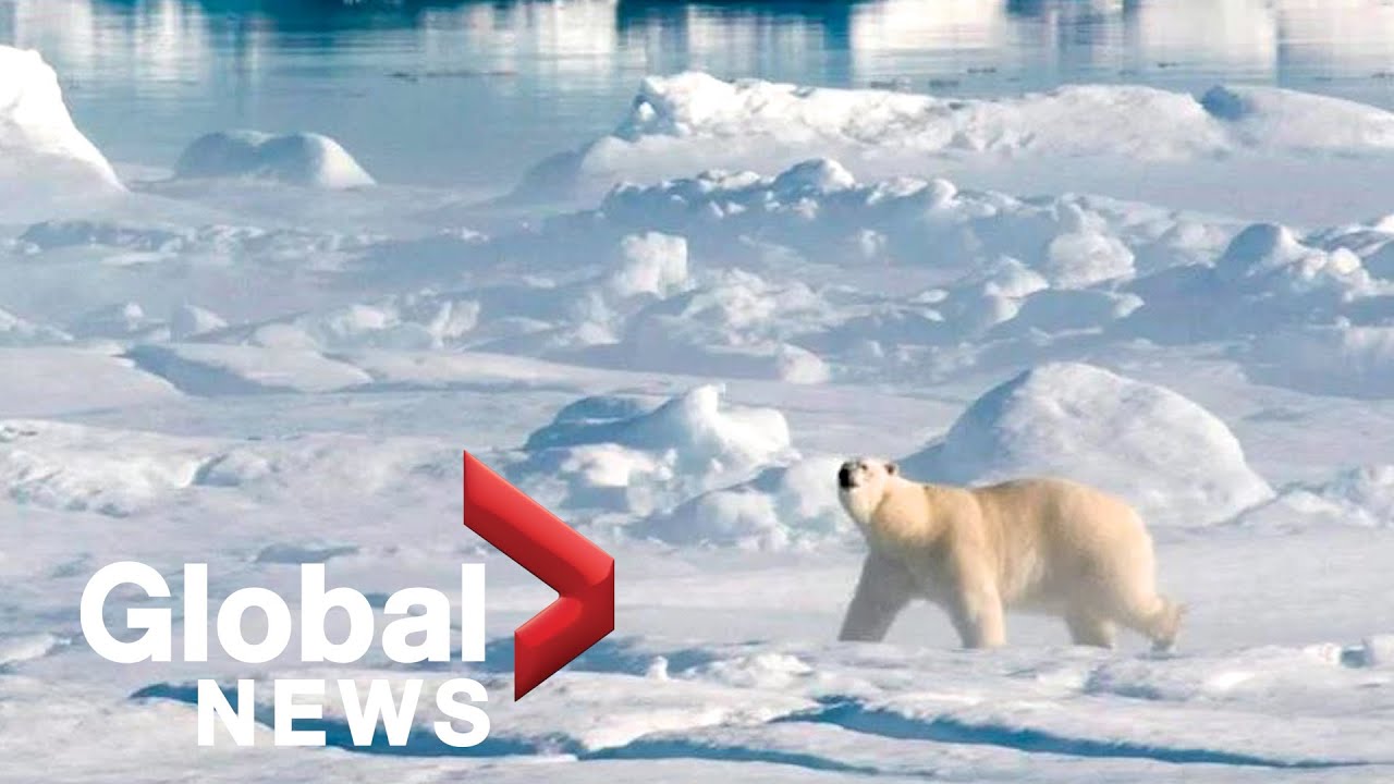 How the global extinction crisis is linked to climate change - The ...