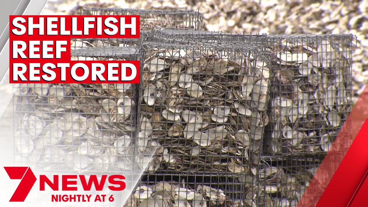 Australia’s biggest community shellfish reef restoration project is ...