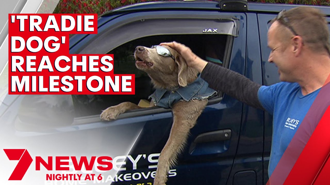 Social media-famous ‘tradie dog’ celebrates work milestone with owner ...
