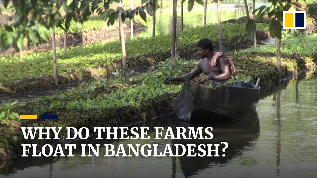 Floating farms, salt-resistant rice among ways Bangladeshis adapt to ...