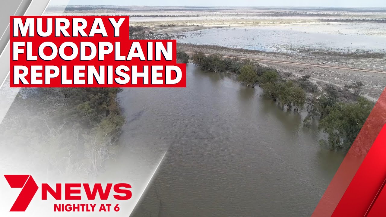 River Murray floodplains set to be replenished by rains and rehab plan ...