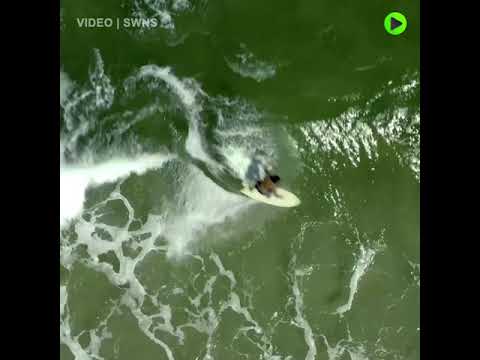 A surfer glides over a shark off Ponce Inlet, Florida - The Global Herald
