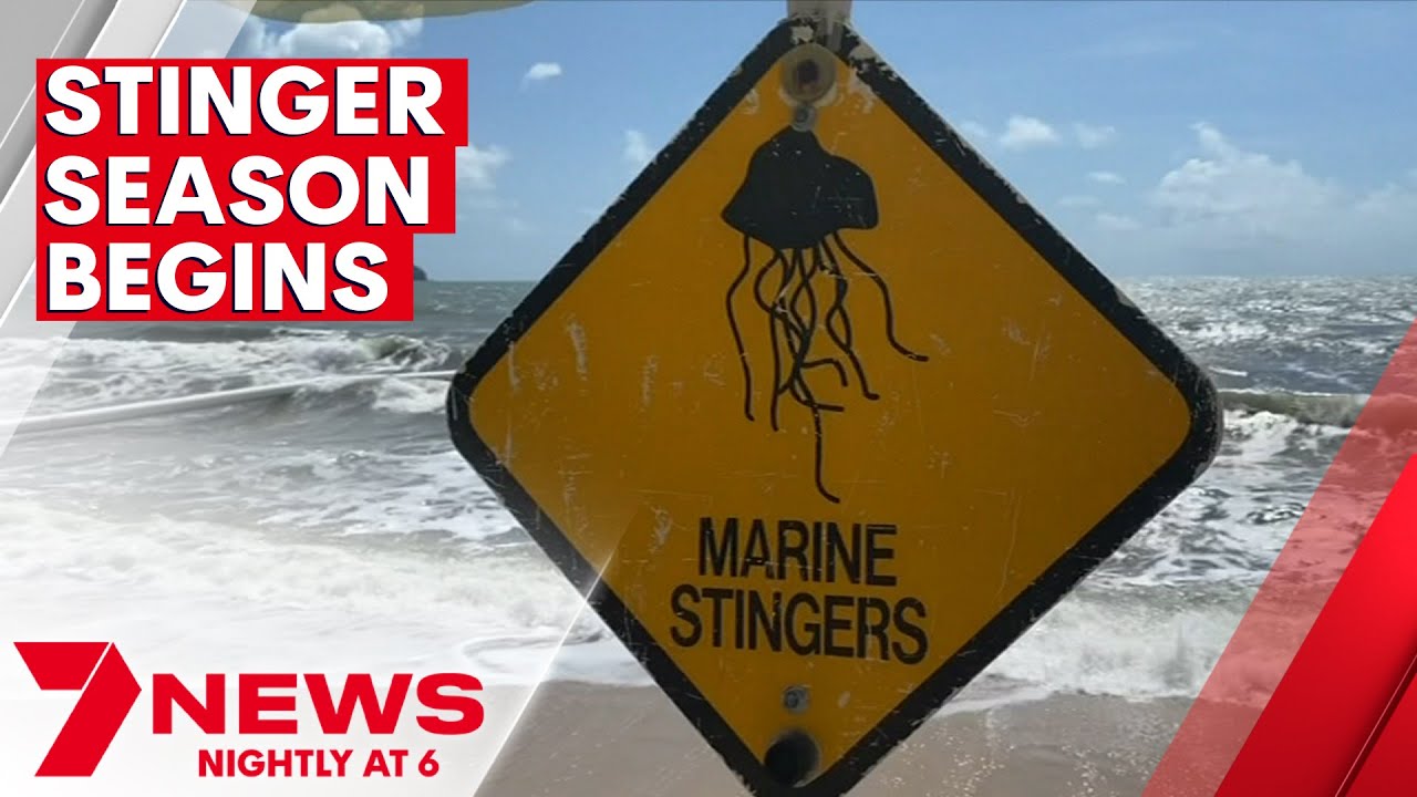Start of Queensland's stinger season marked by jellyfish nets being ...