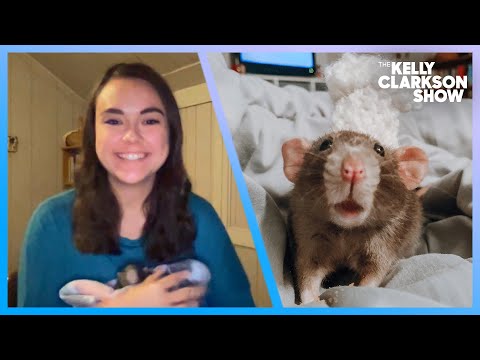 Kelly Meets Adorable Emotional Support Rat Remi - The Global Herald