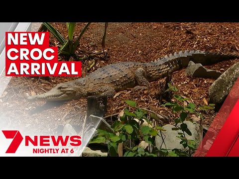 Nine freshwater crocs have arrived at the Wildlife Habitat in Far North ...