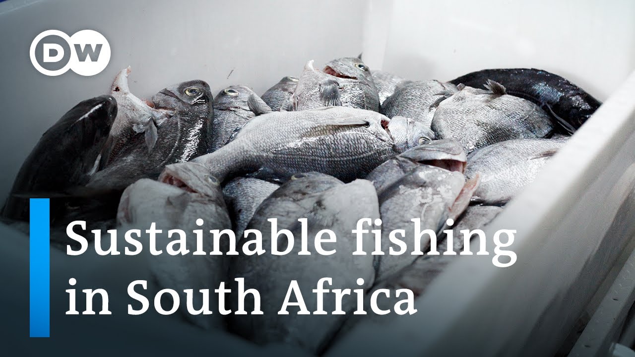 South Africa: Abalobi – A sustainable fishing app | Global Ideas - The ...