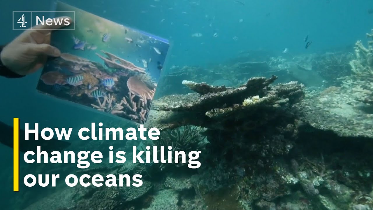 Underwater photographer chronicles devastating effect of climate change ...