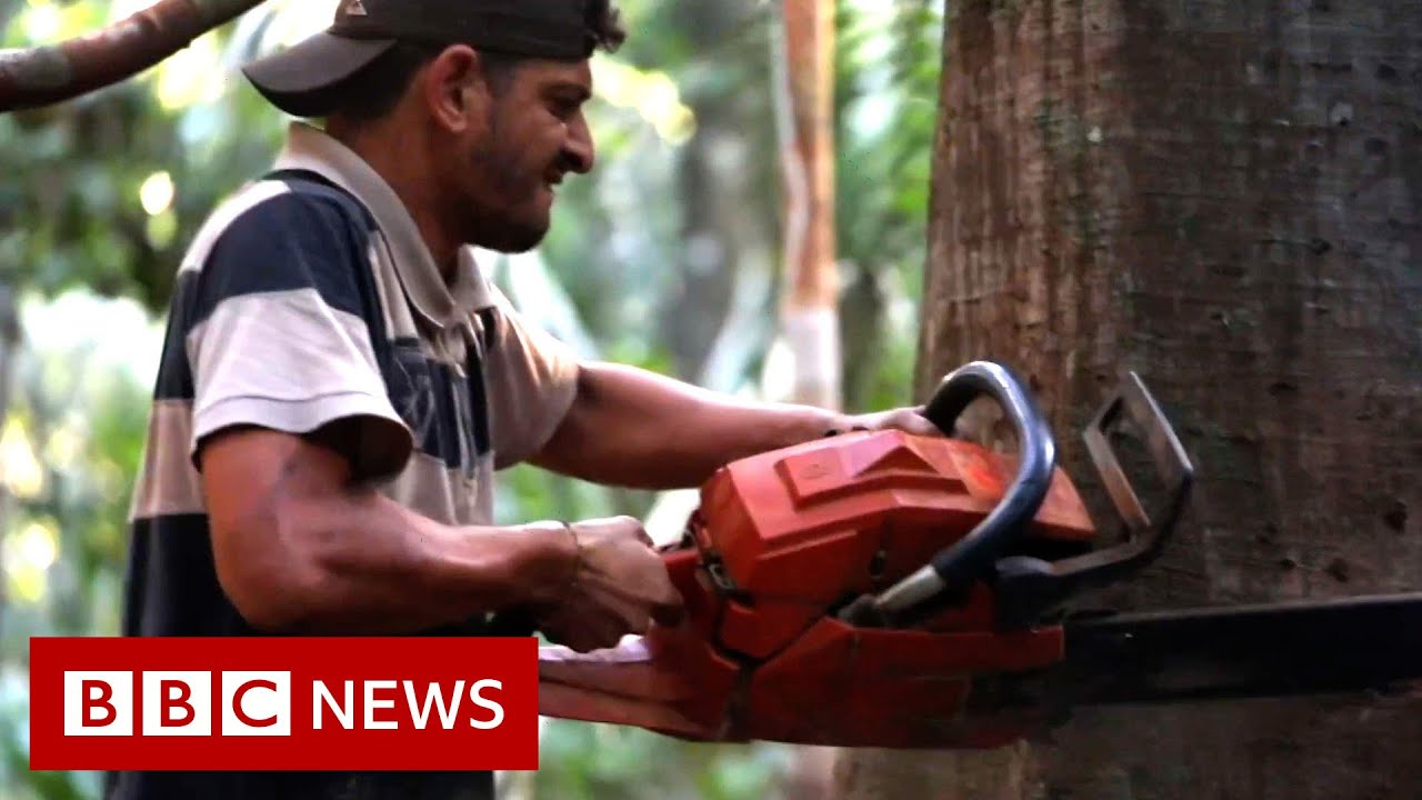 What people who work in the Amazon think about deforestation - BBC News ...