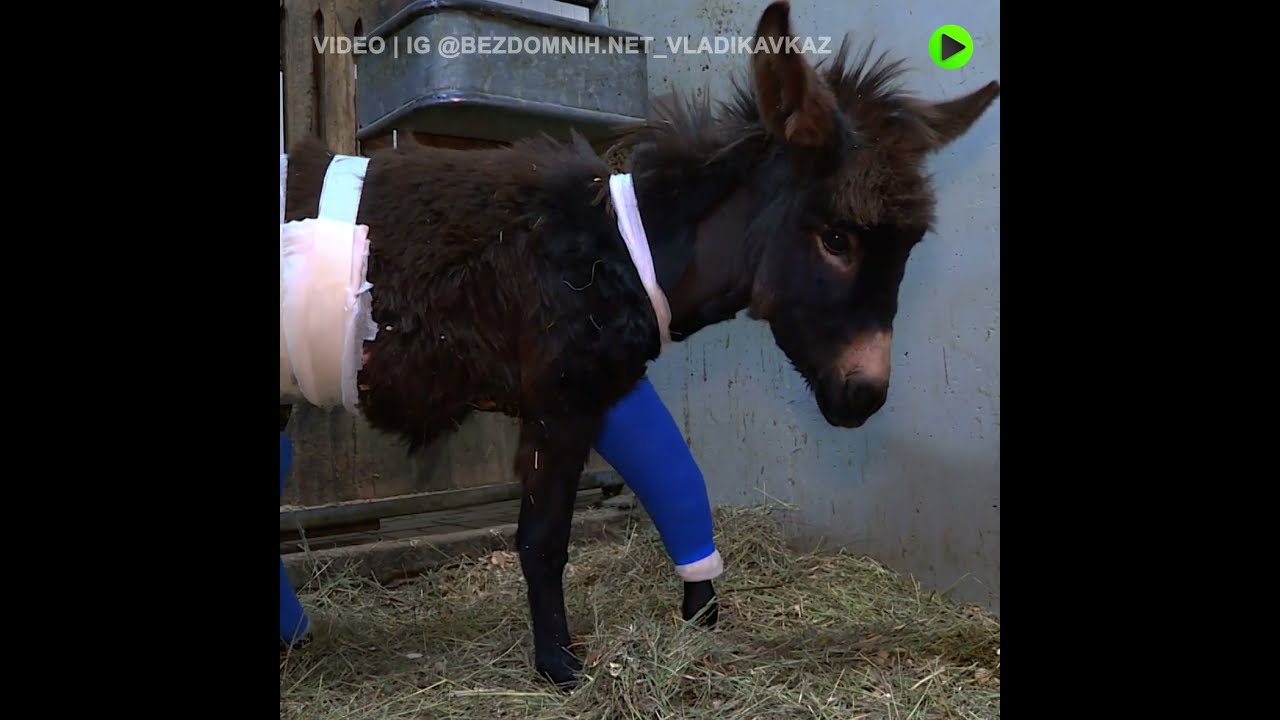A donkey with broken legs SAVED by Russian volunteers - The Global Herald