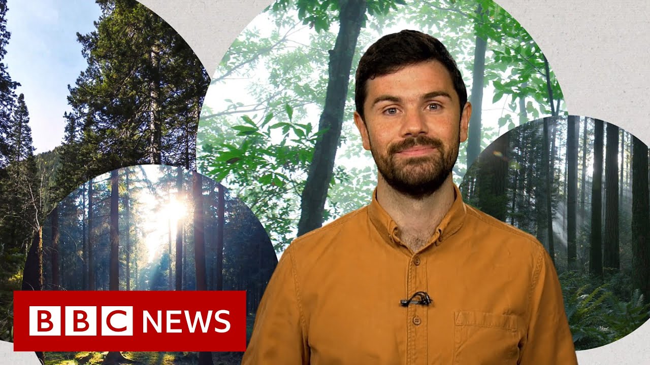 Deforestation: What’s wrong with planting new forests? - BBC News - The ...
